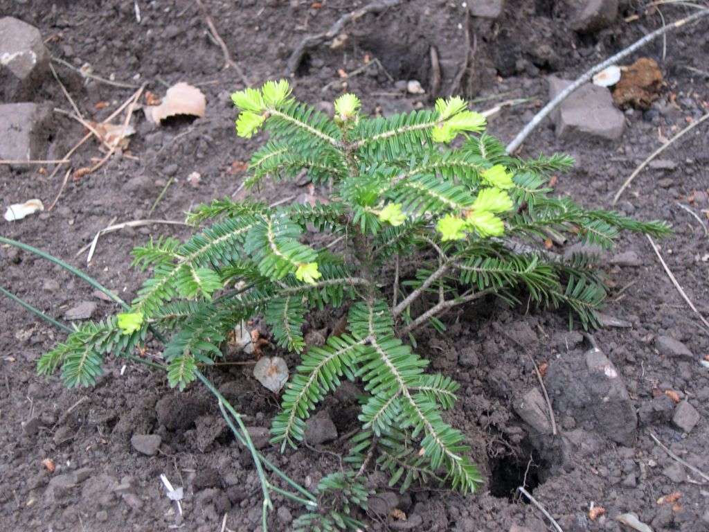 Abies nebrodensis - (Lojac.) Mattei