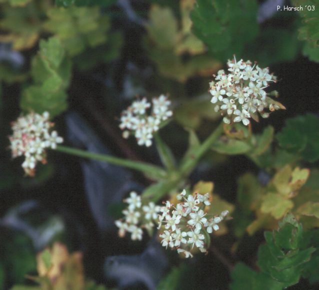 Apium repens - (Jacq.) Lag.