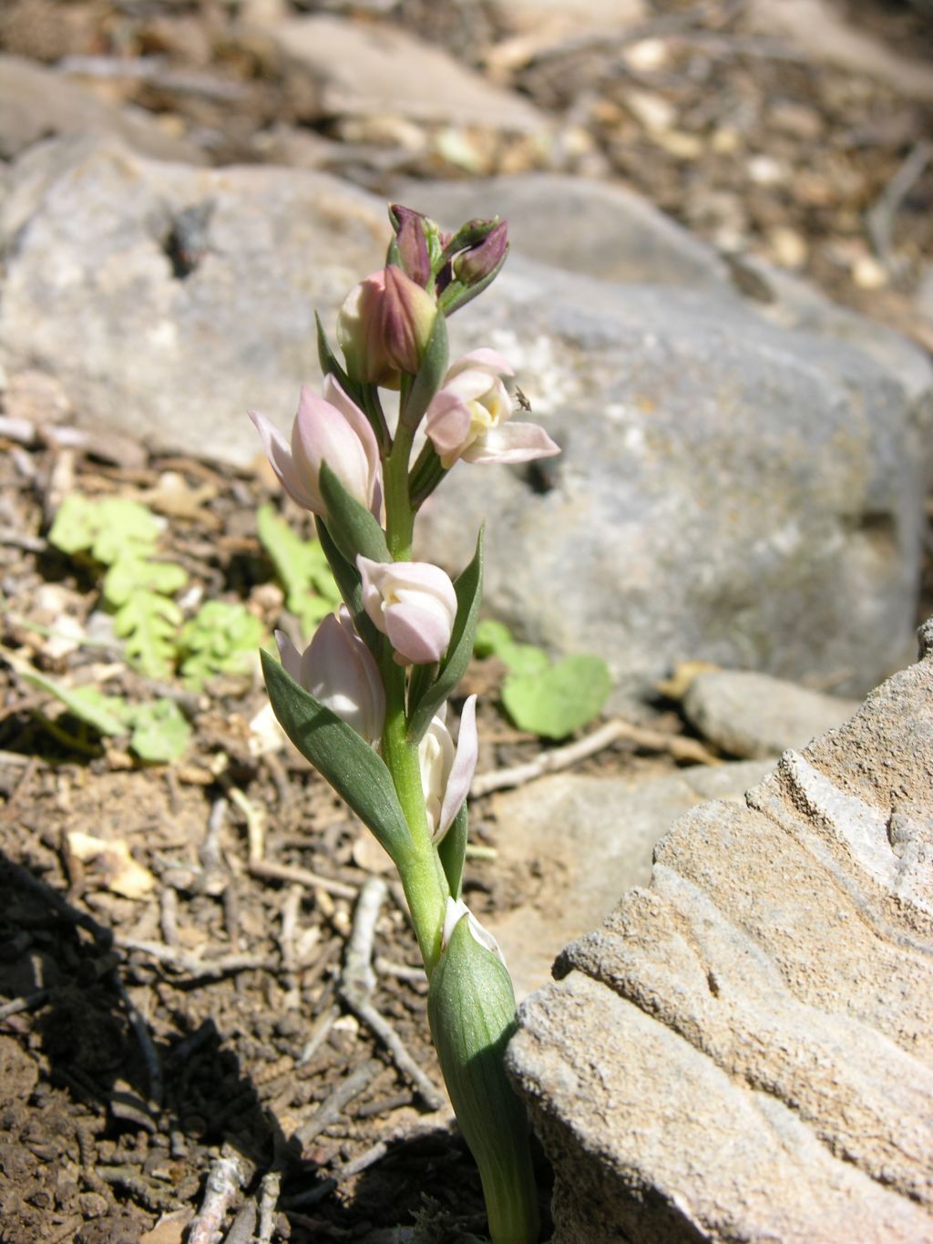 Cephalanthera cucullata - Boiss. & Heldr.