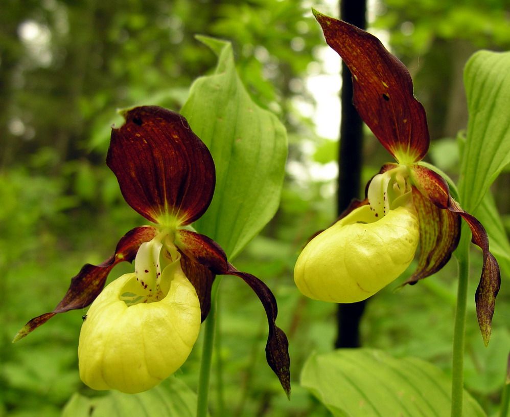 Cypripedium calceolus - L.