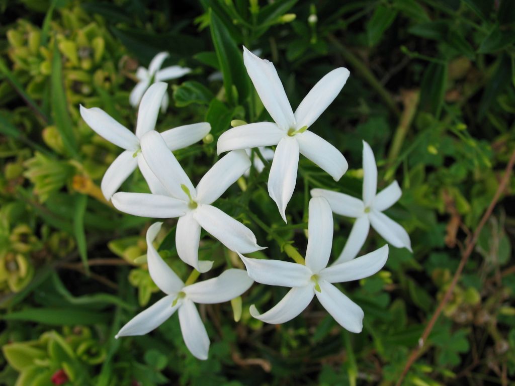 Jasminum azoricum - L.