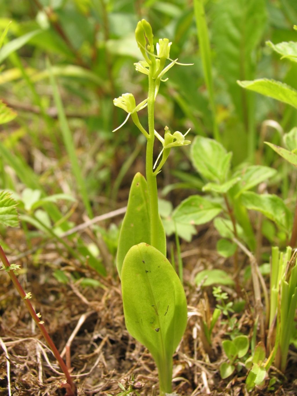 Liparis loeselii - (L.) Rich.