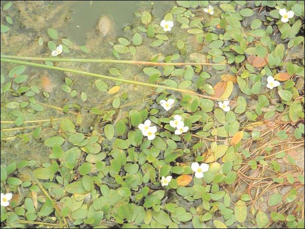 Water-Plantain - Luronium natans - (L.) Raf.