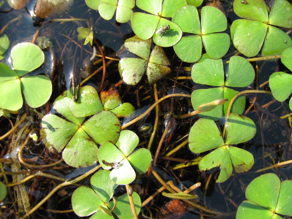 Marsilea quadrifolia - L.