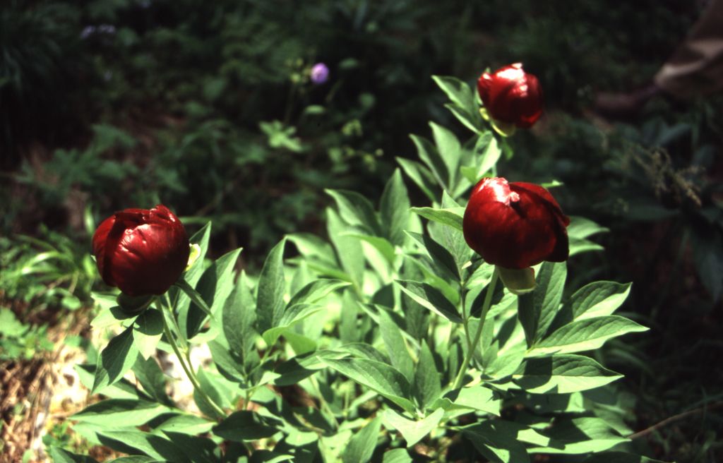 Paeonia parnassica - Tzanoud.