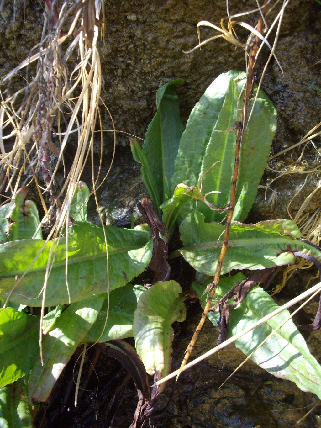 Shore Dock - Rumex rupestris - Le Gall