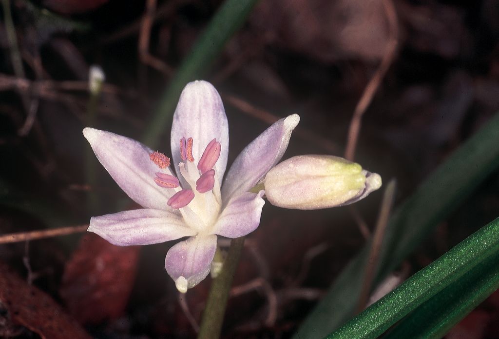 Scilla morrisii - Meikle