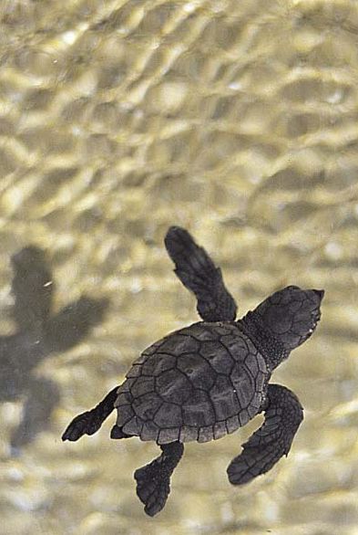 Loggerhead - Caretta caretta - (Linnaeus, 1758)