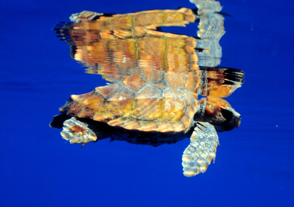 Loggerhead - Caretta caretta - (Linnaeus, 1758)