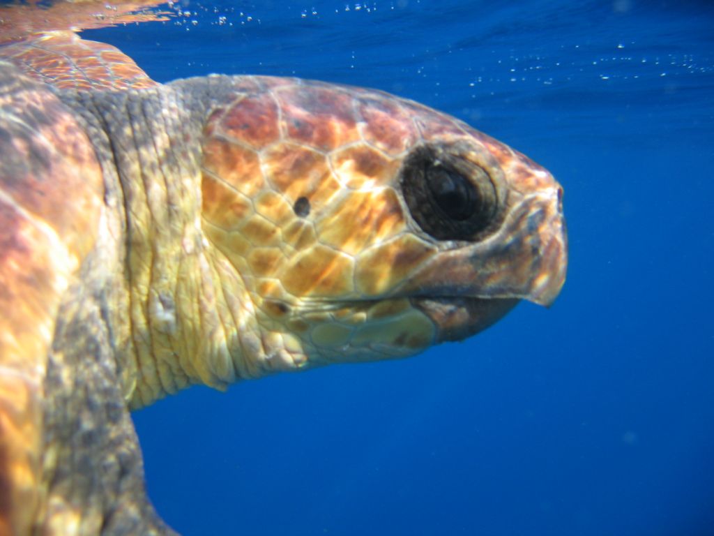 Loggerhead - Caretta caretta - (Linnaeus, 1758)