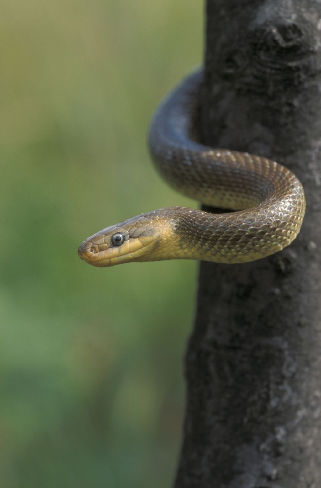 Aesculapian snake - Elaphe longissima - (Laurenti, 1768)