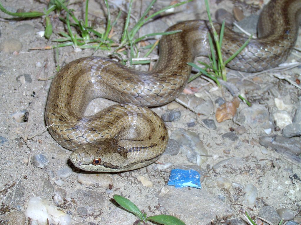 Four lined snake - Elaphe quatuorlineata - (Lacepède, 1789)