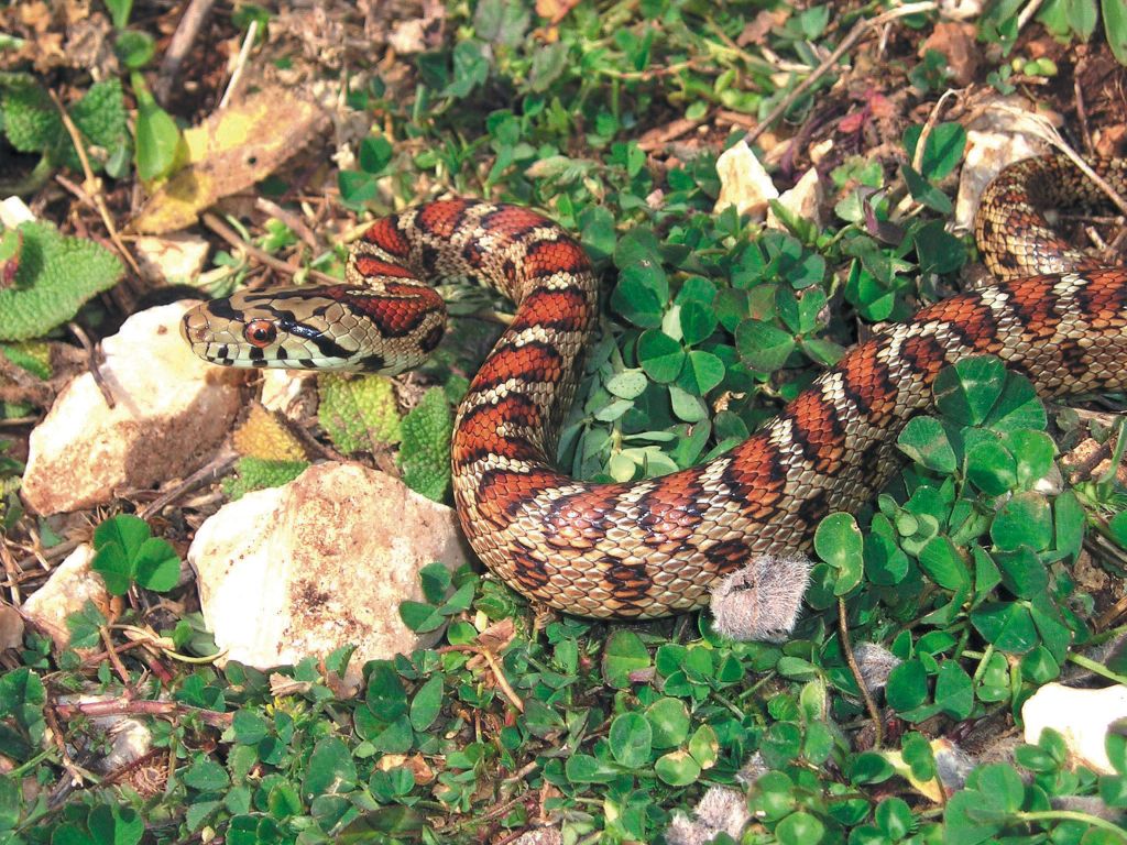 Leopard snake - Elaphe situla - (Linnaeus, 1758)