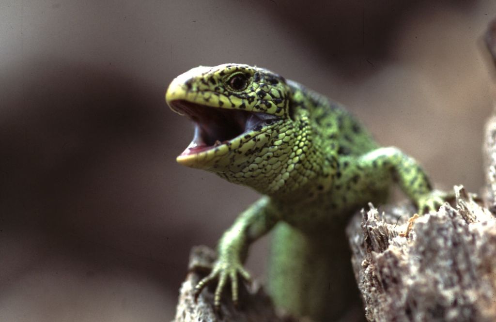 Sand lizard - Lacerta agilis - Linnaeus, 1758