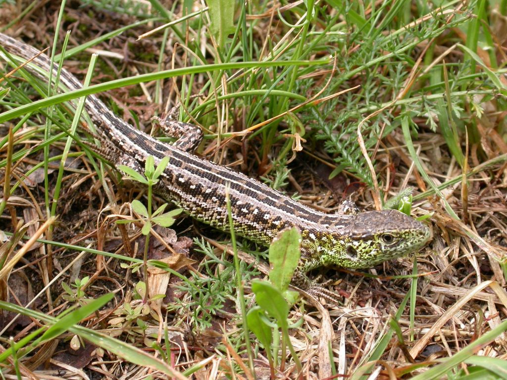 Sand lizard - Lacerta agilis - Linnaeus, 1758