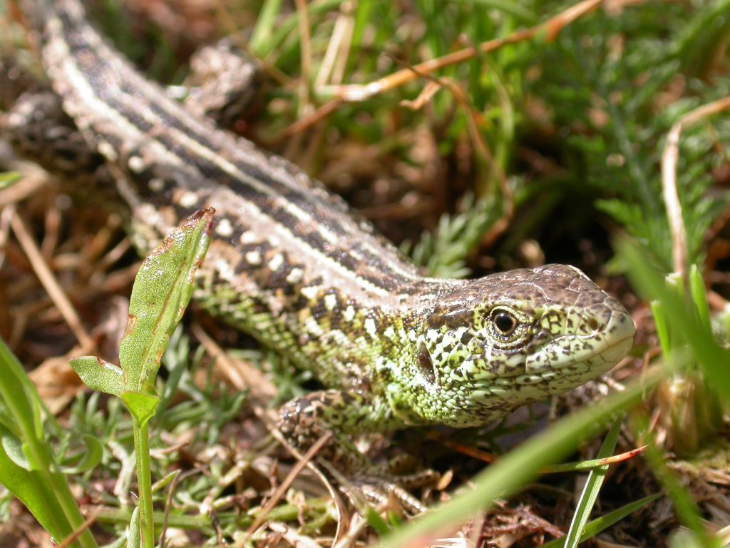 Sand lizard - Lacerta agilis - Linnaeus, 1758