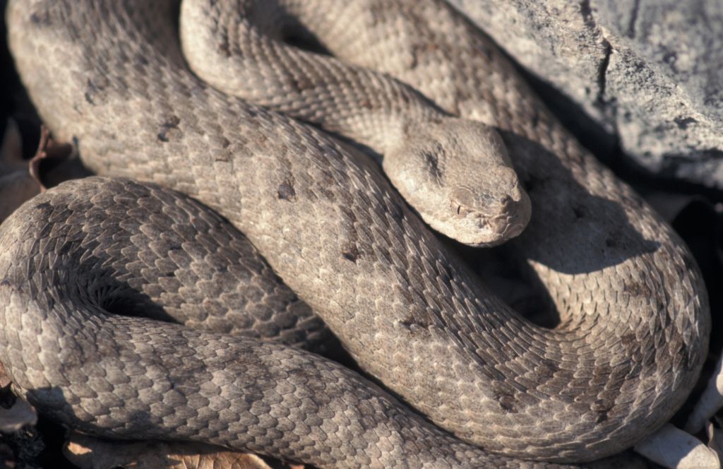 Nose-horned viper - Vipera ammodytes - (Linnaeus, 1758)