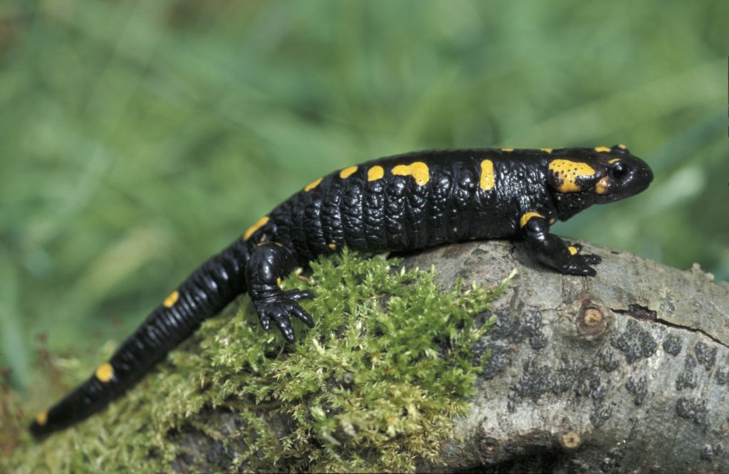 Fire salamander - Salamandra salamandra - (Linnaeus, 1758)