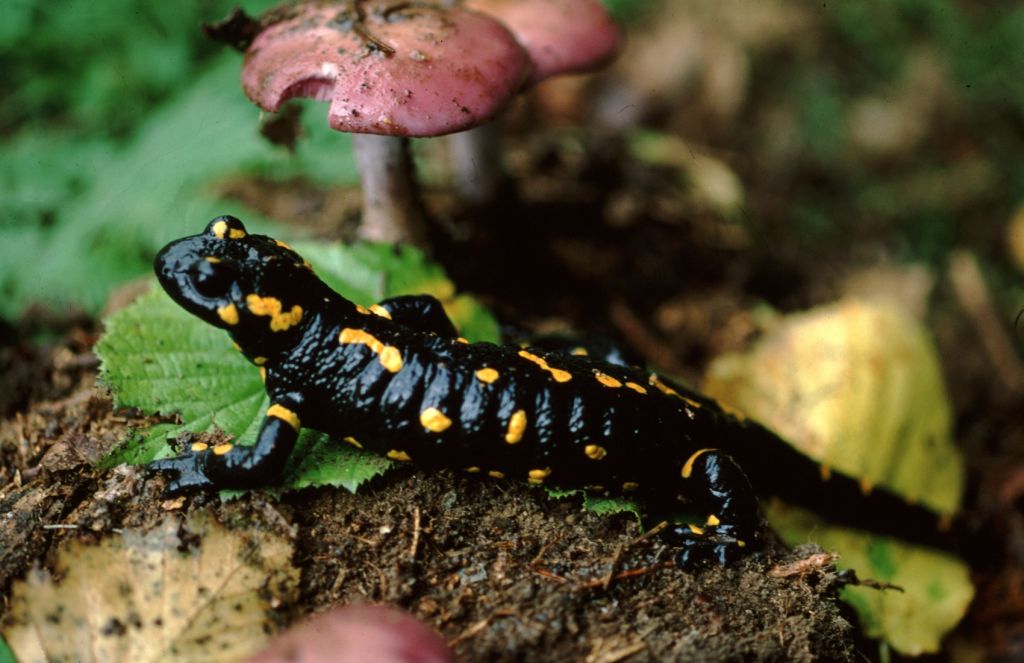 Fire salamander - Salamandra salamandra - (Linnaeus, 1758)
