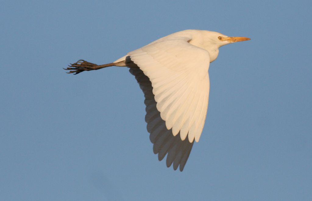 Cattle Egret - Bubulcus ibis - (Linnaeus, 1758)