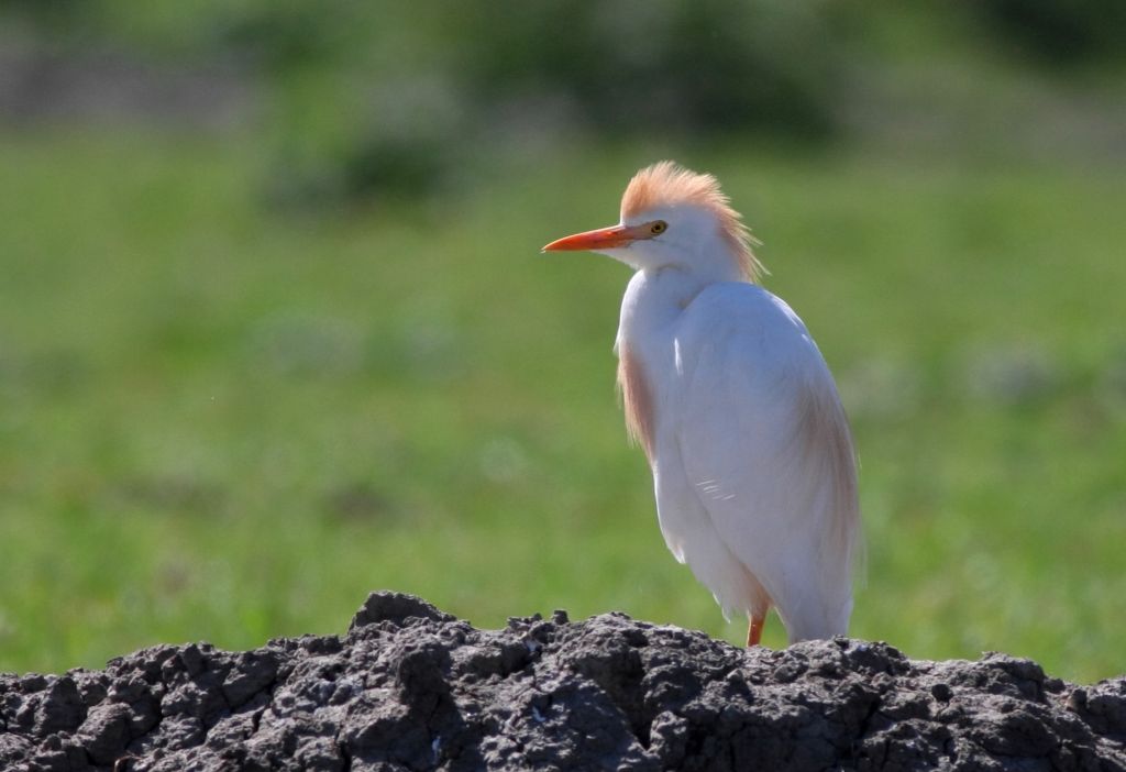 Cattle Egret - Bubulcus ibis - (Linnaeus, 1758)