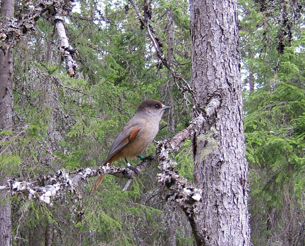 Siberian Jay - Perisoreus infaustus - (Linnaeus, 1758)